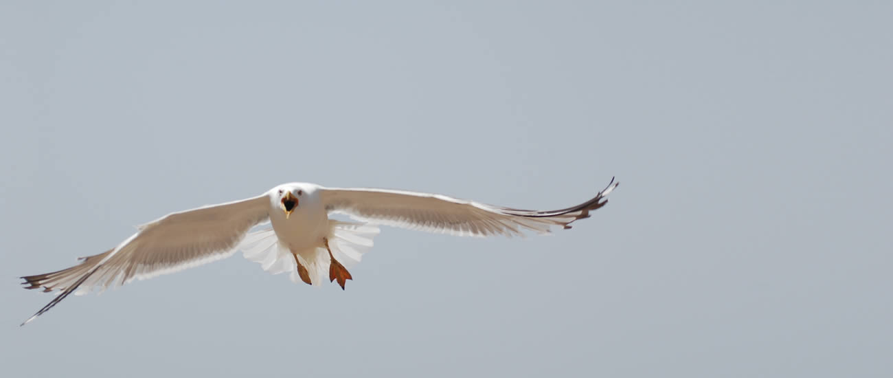 Life in the Mar Menor – Part 2 : Birds – Yacht Mollymawk